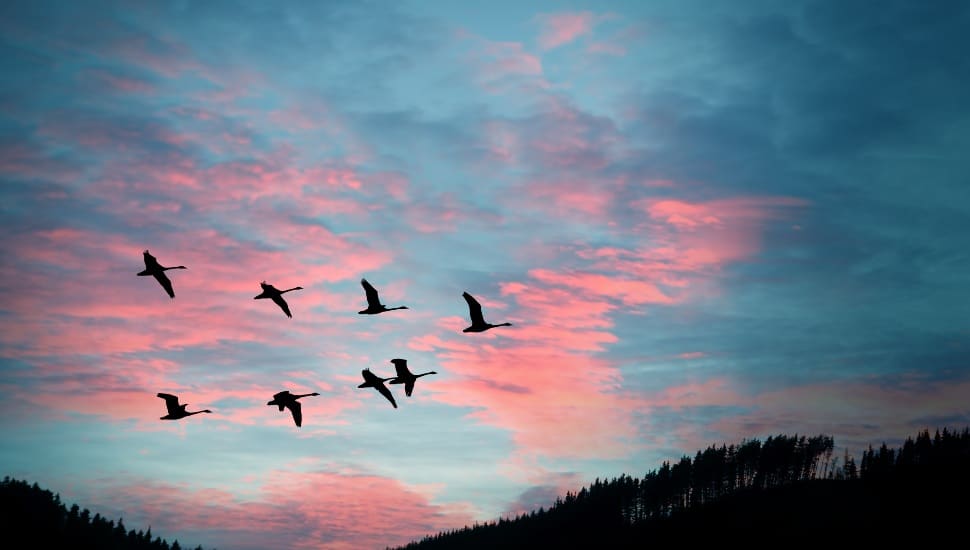 Doylestown Launches 'Lights Out' Campaign to Protect Migratory Birds